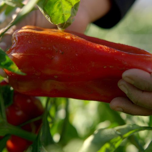 Chipotle Unfolded | Cultivate A Better World